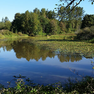 Home - Snoqualmie Valley Transportation